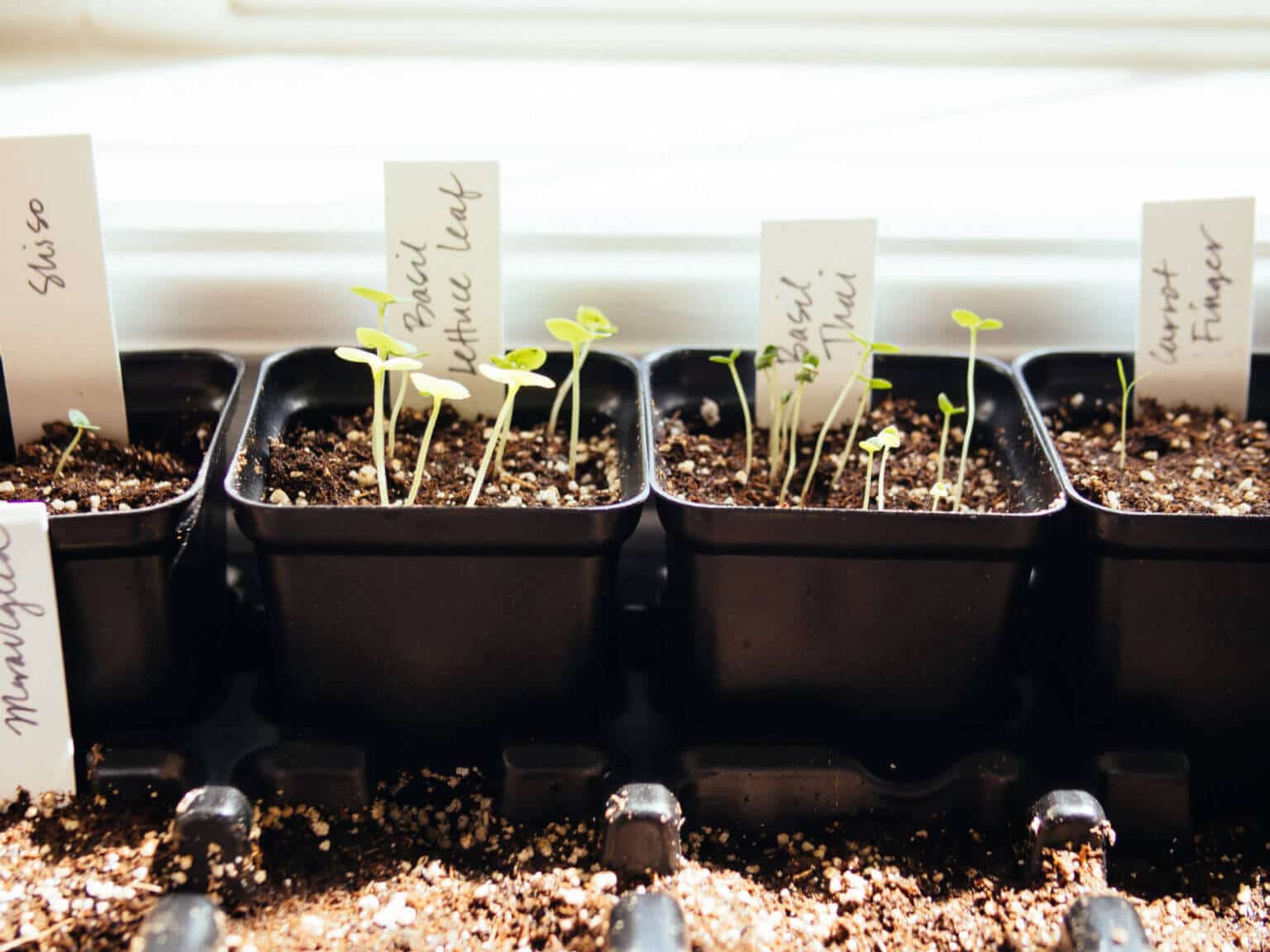 The Beginner's No-Fail Guide to Starting Seeds Indoors - Garden Betty