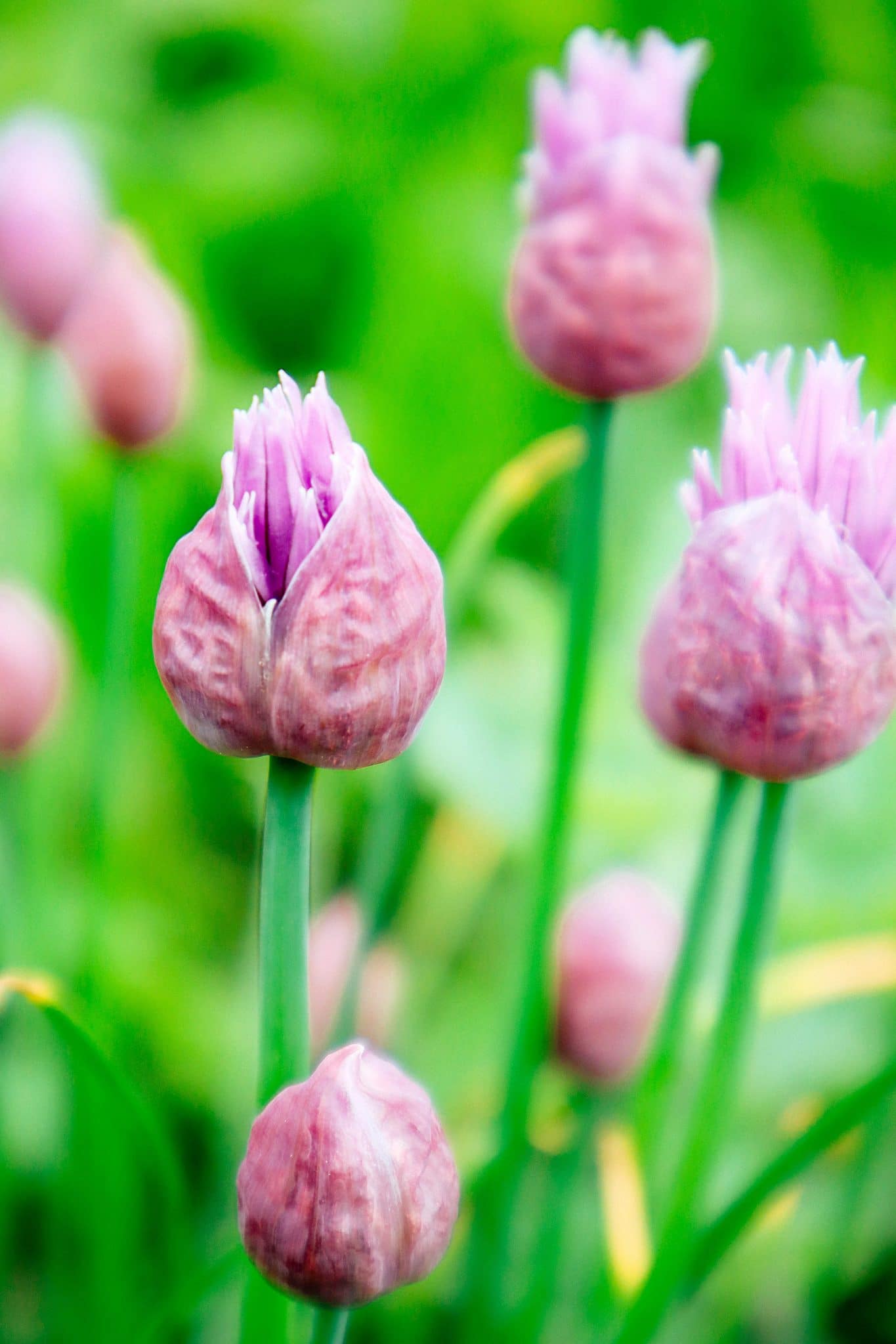 Easy Ways to Use Chive Flowers in Your Everyday Meals - Garden Betty