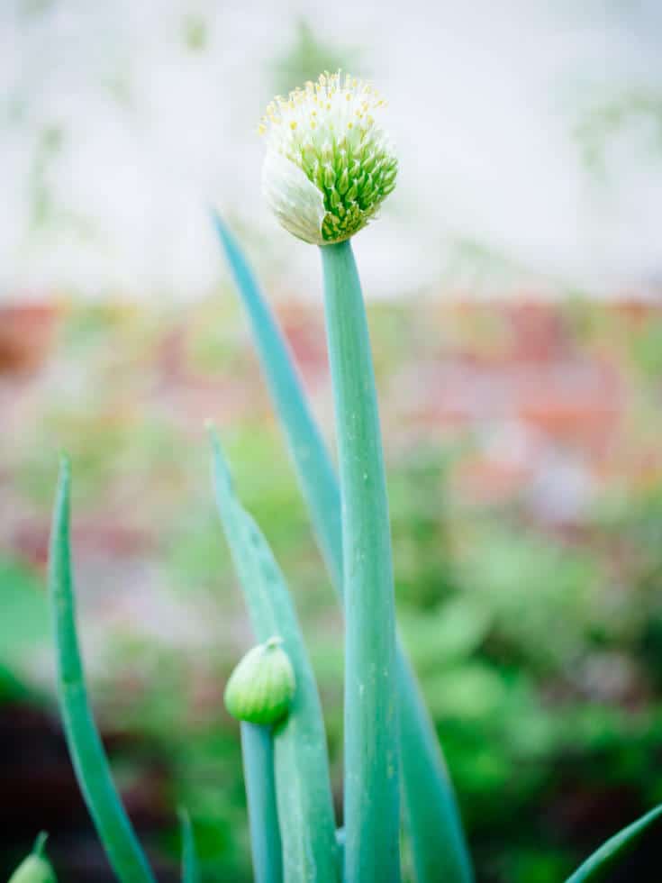 What To Do If Your Onions Are Flowering - Garden Betty