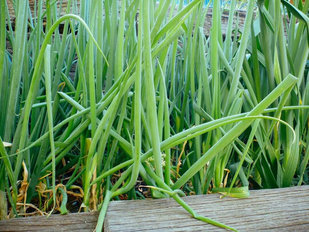 What To Do If Your Onions Are Flowering - Garden Betty