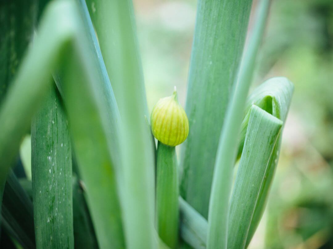 What To Do If Your Onions Are Flowering – Garden Betty