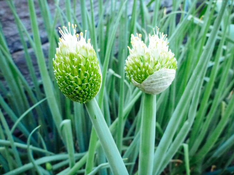 What To Do If Your Onions Are Flowering – Garden Betty