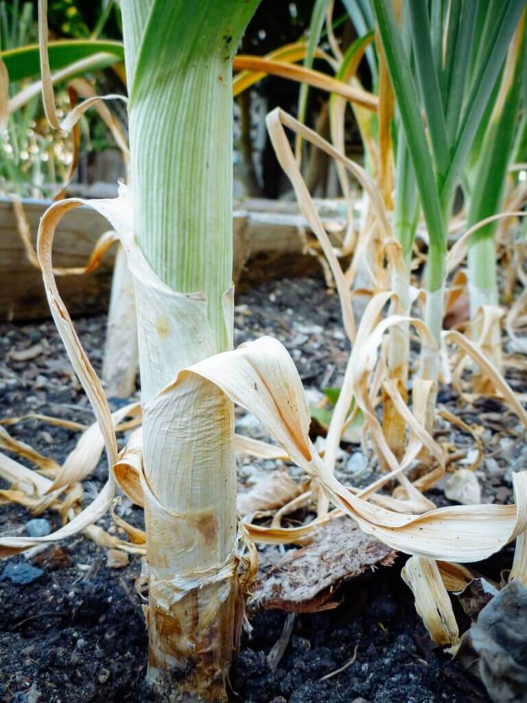 The Trick of Knowing When to Harvest Garlic - Garden Betty