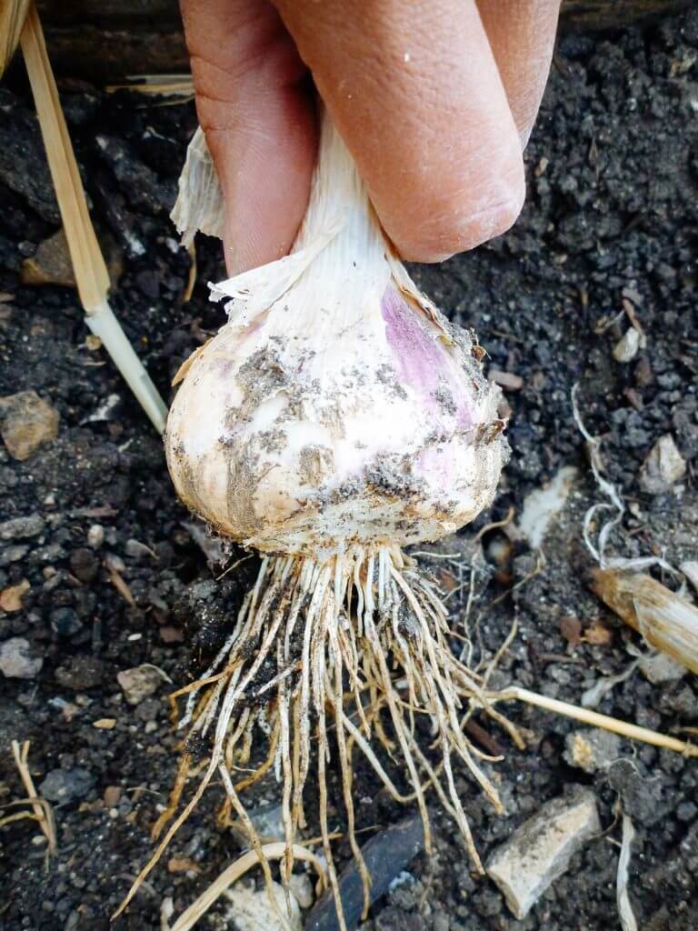 The Trick of Knowing When to Harvest Garlic - Garden Betty