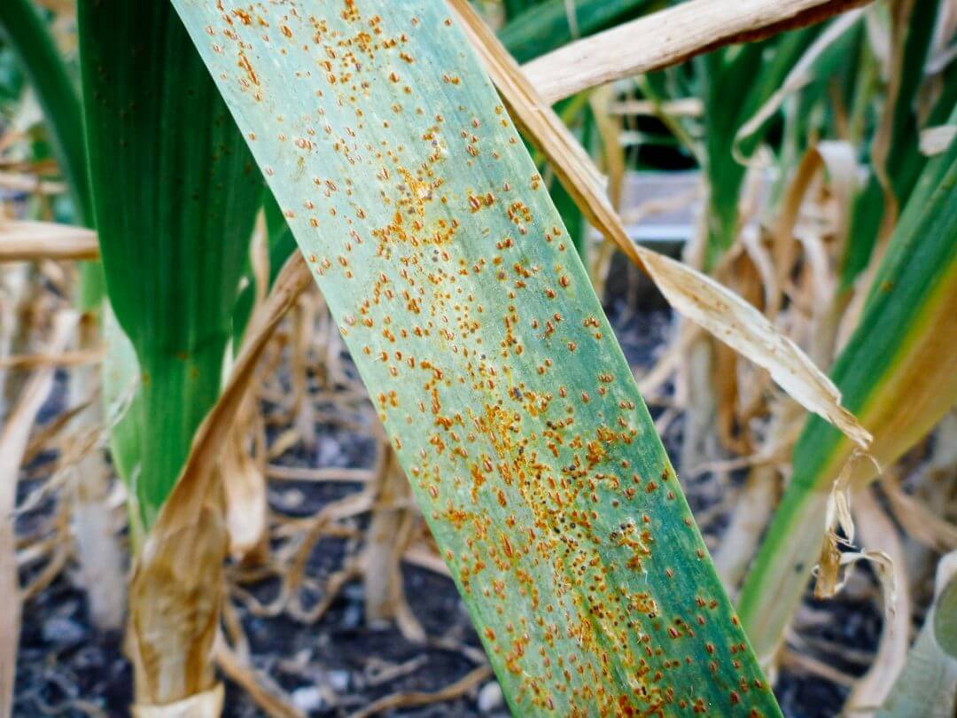 Stop Garlic Rust Before It Starts (and What to Do If It's Too Late ...
