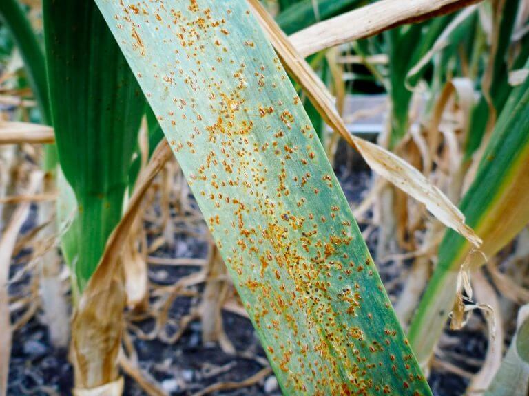 Stop Garlic Rust Before It Starts (and What to Do If It’s Too Late ...