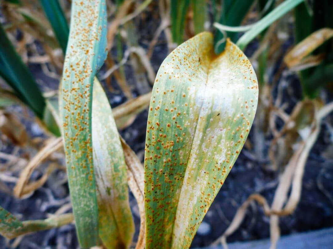 Stop Garlic Rust Before It Starts (and What to Do If It's Too Late ...