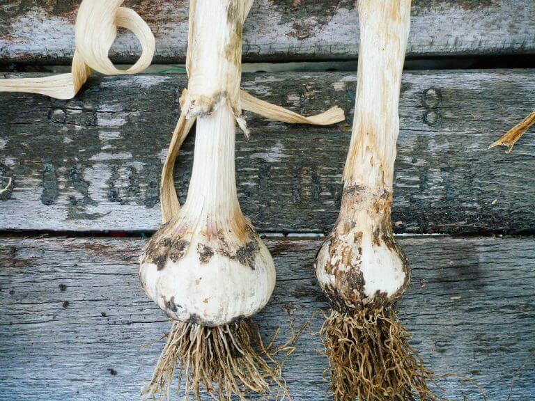 Stop Garlic Rust Before It Starts (and What to Do If It’s Too Late ...
