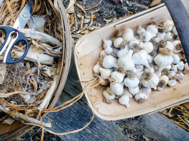 How to Cure and Store a Year's Worth of Garlic - Garden Betty
