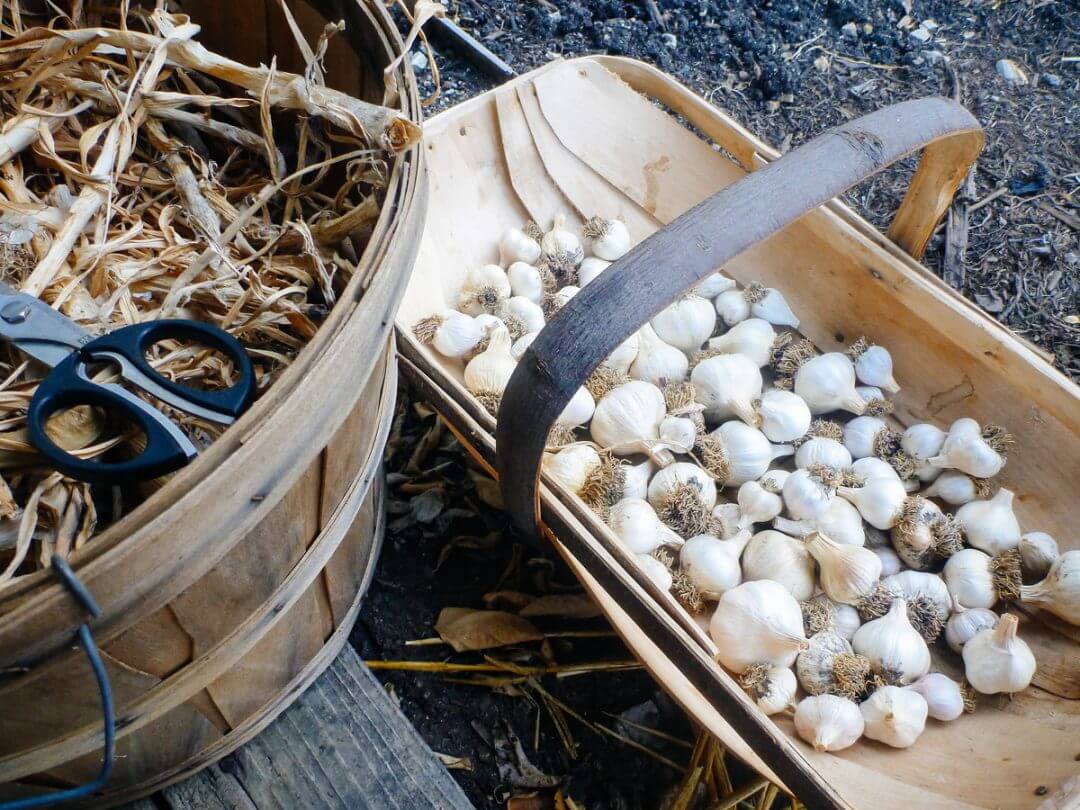 How to Cure and Store a Year's Worth of Garlic - Garden Betty