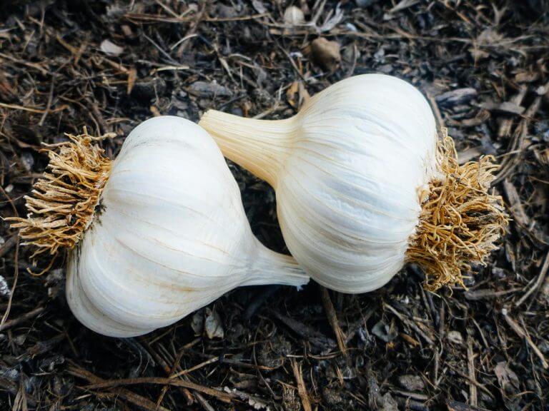 How to Cure and Store a Year’s Worth of Garlic – Garden Betty