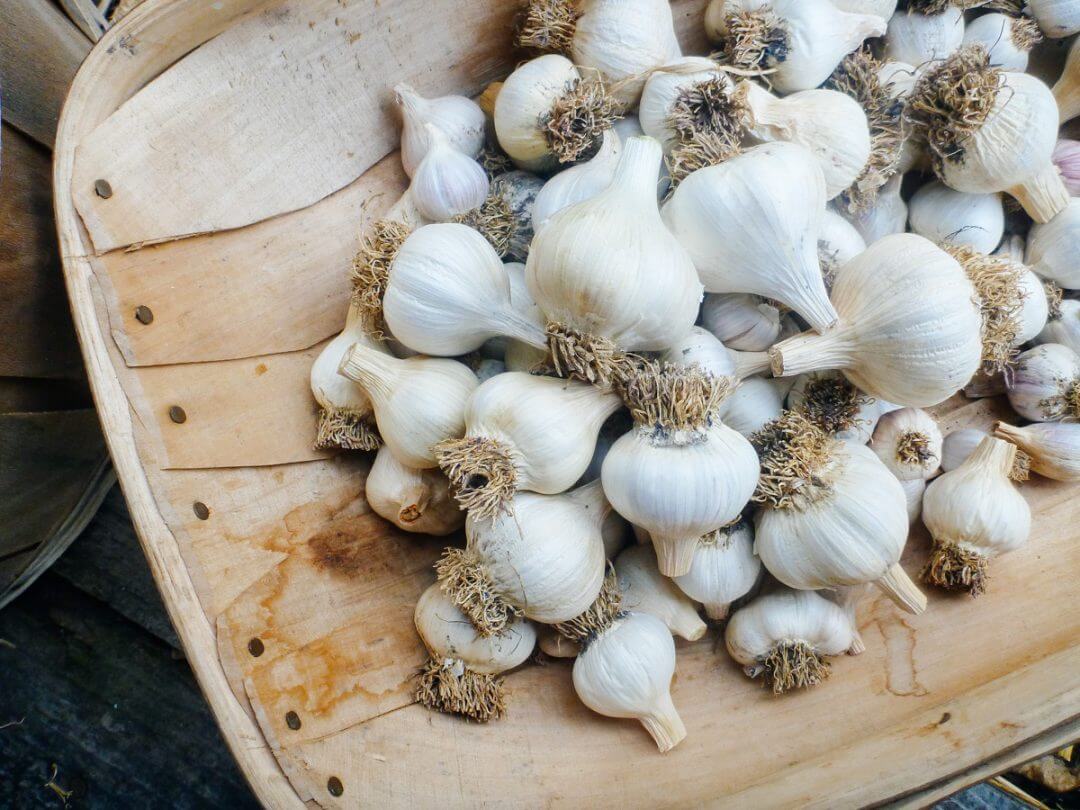 How to Cure and Store a Year's Worth of Garlic - Garden Betty