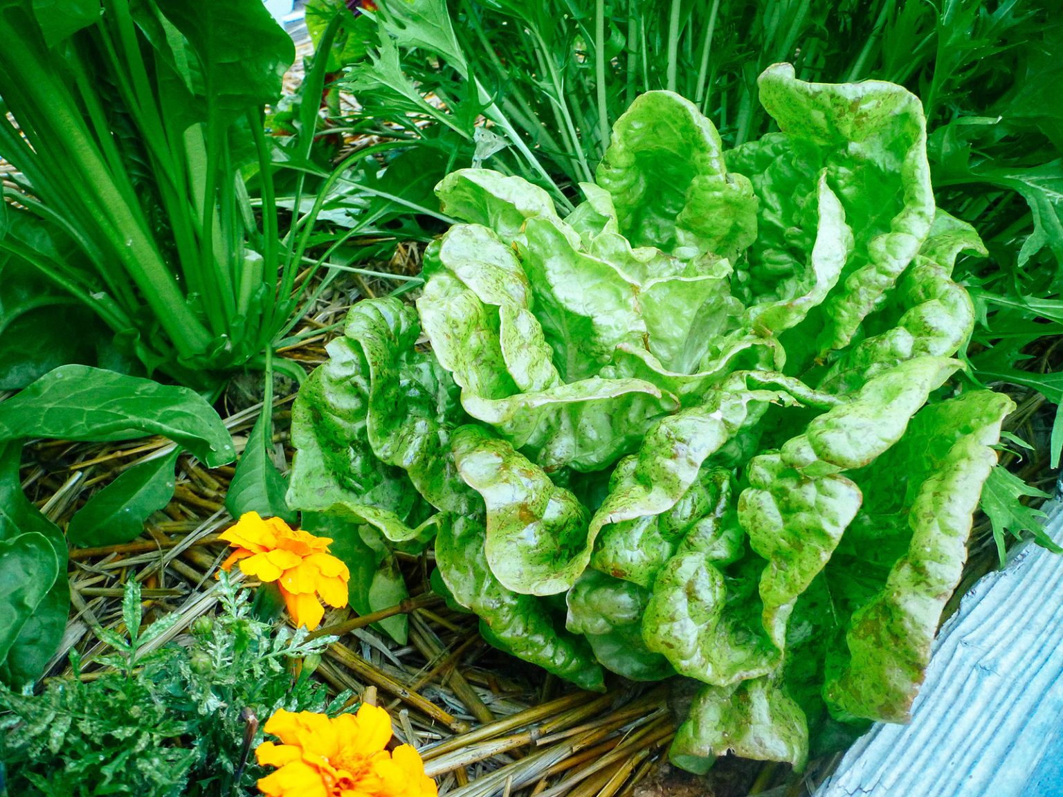 The Best Heat-Tolerant Lettuce to Grow All Summer Long - Garden Betty