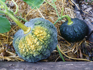 Black Futsu Squash - Garden Betty