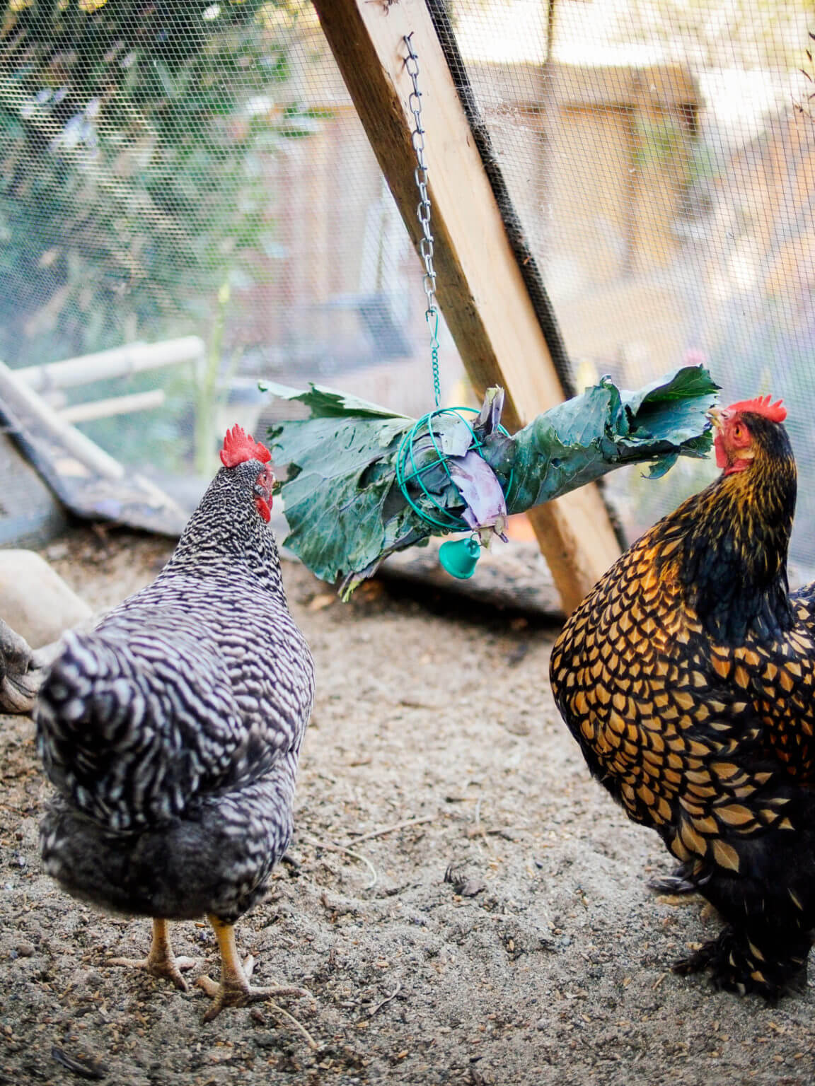 7 Things I Do to Keep My Chickens Healthy Over Winter - Garden Betty
