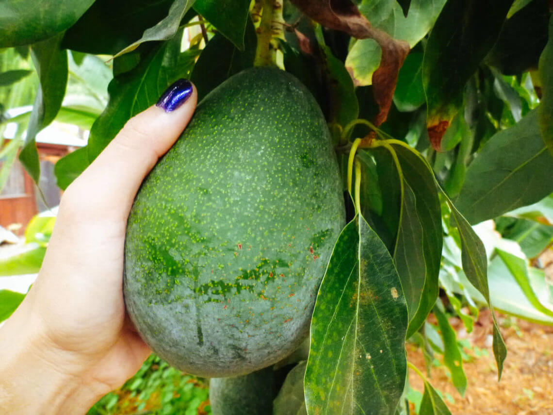 Picking Avocados: Best Way to Tell If an Avocado Is Ripe - Garden Betty