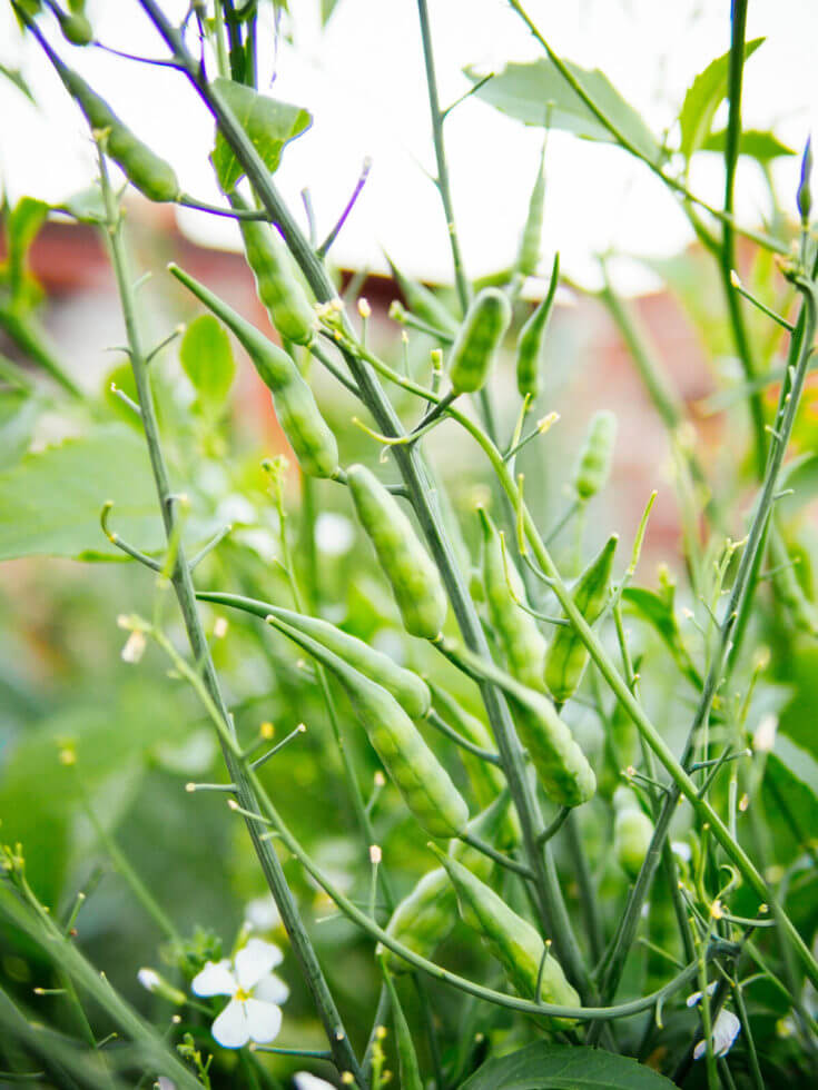 You Can Eat the Seed Pods on Your Radish Plants—Here's How - Garden Betty