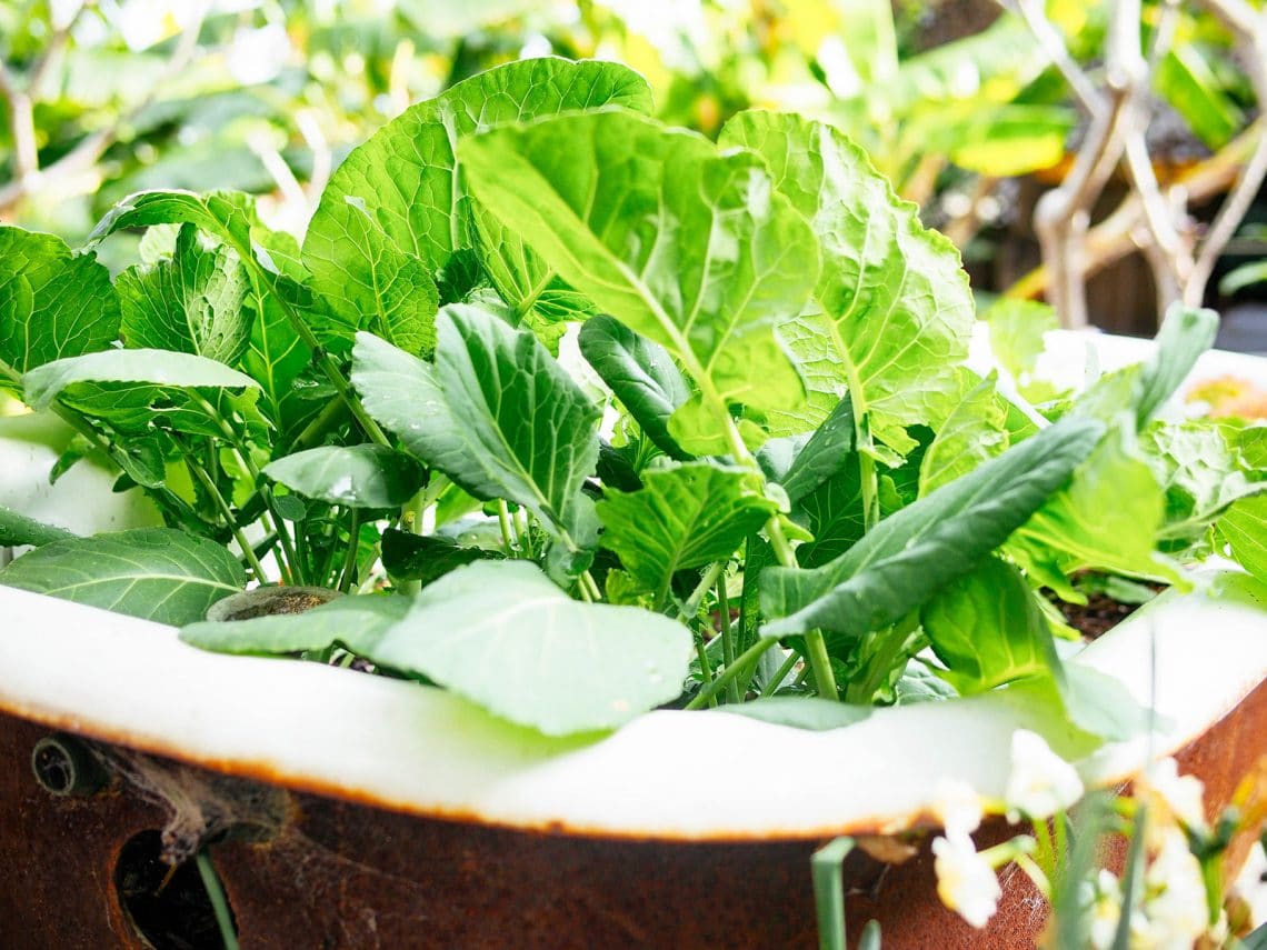 The No-Dig Garden Method: How to Make Amazing Soil With Less Work ...