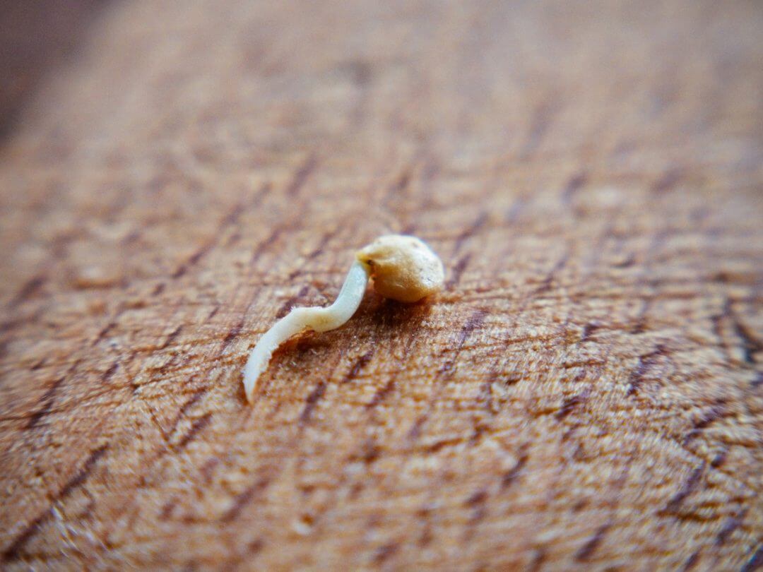 What Happens When a Seed Germinates - Garden Betty