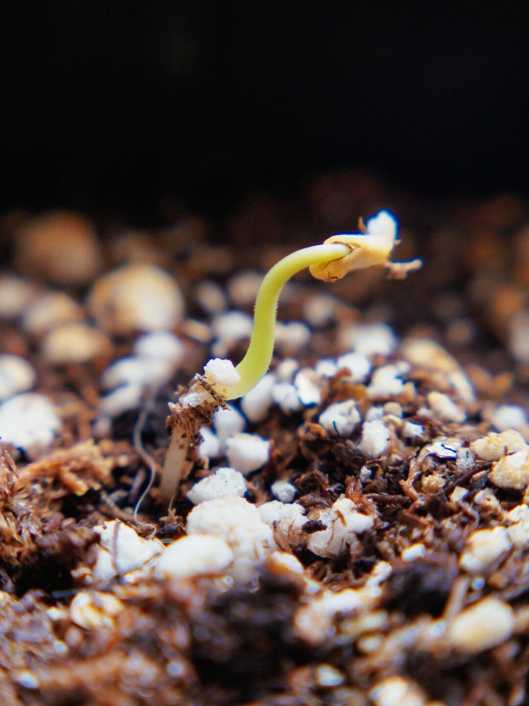 What Happens When a Seed Germinates - Garden Betty