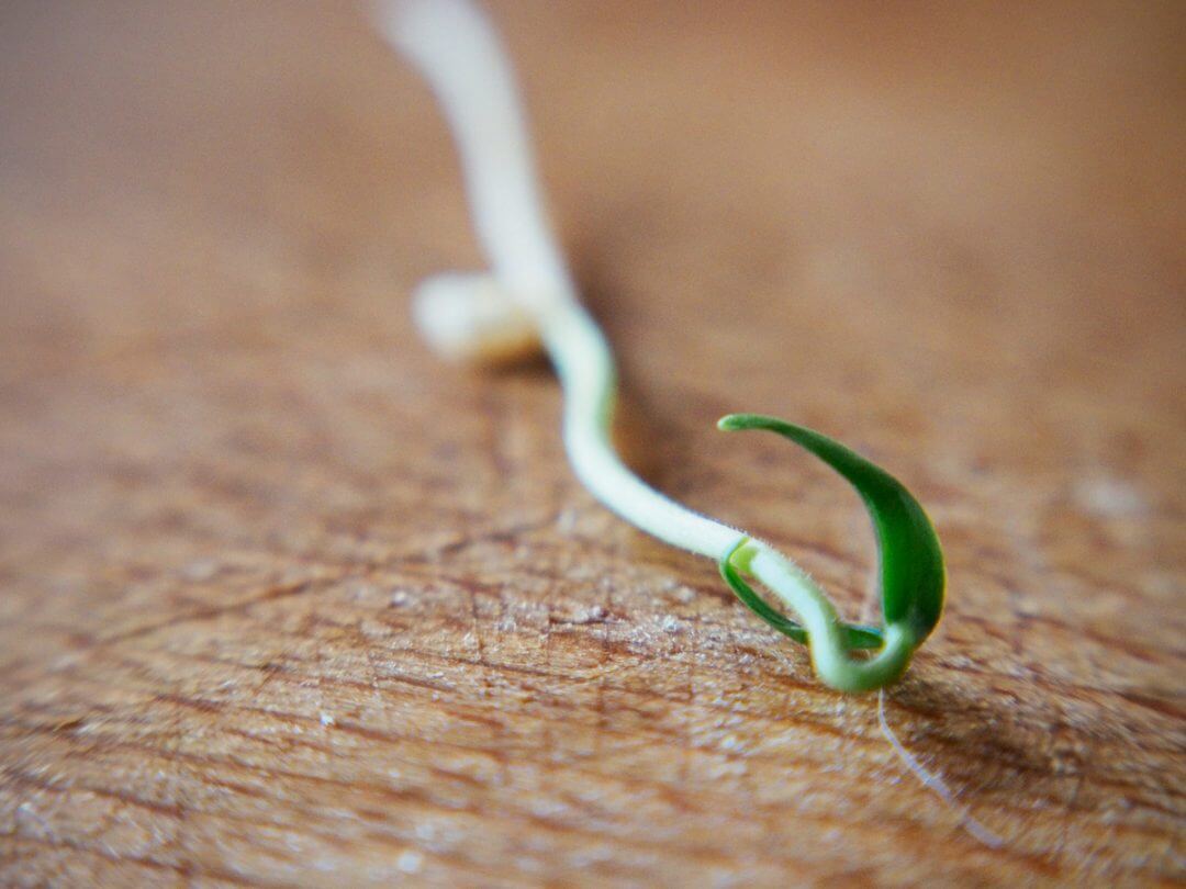 What Happens When a Seed Germinates - Garden Betty