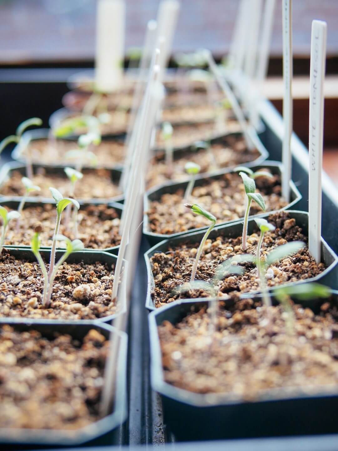 What Happens When a Seed Germinates - Garden Betty