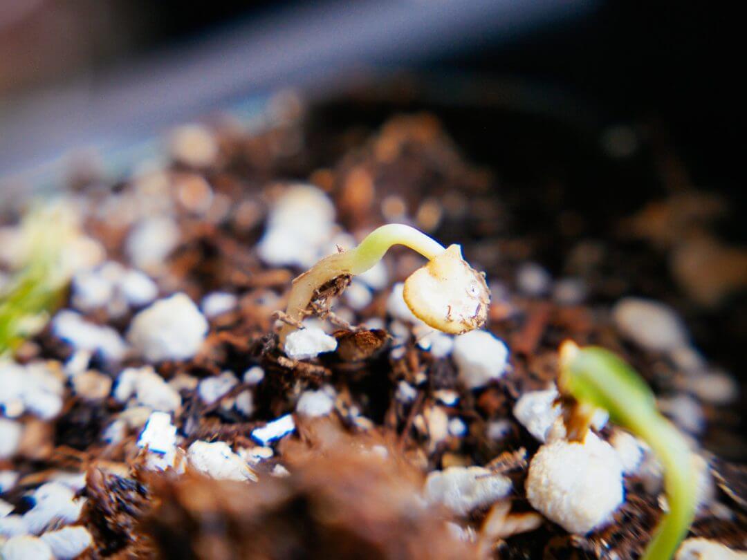 What Happens When a Seed Germinates - Garden Betty