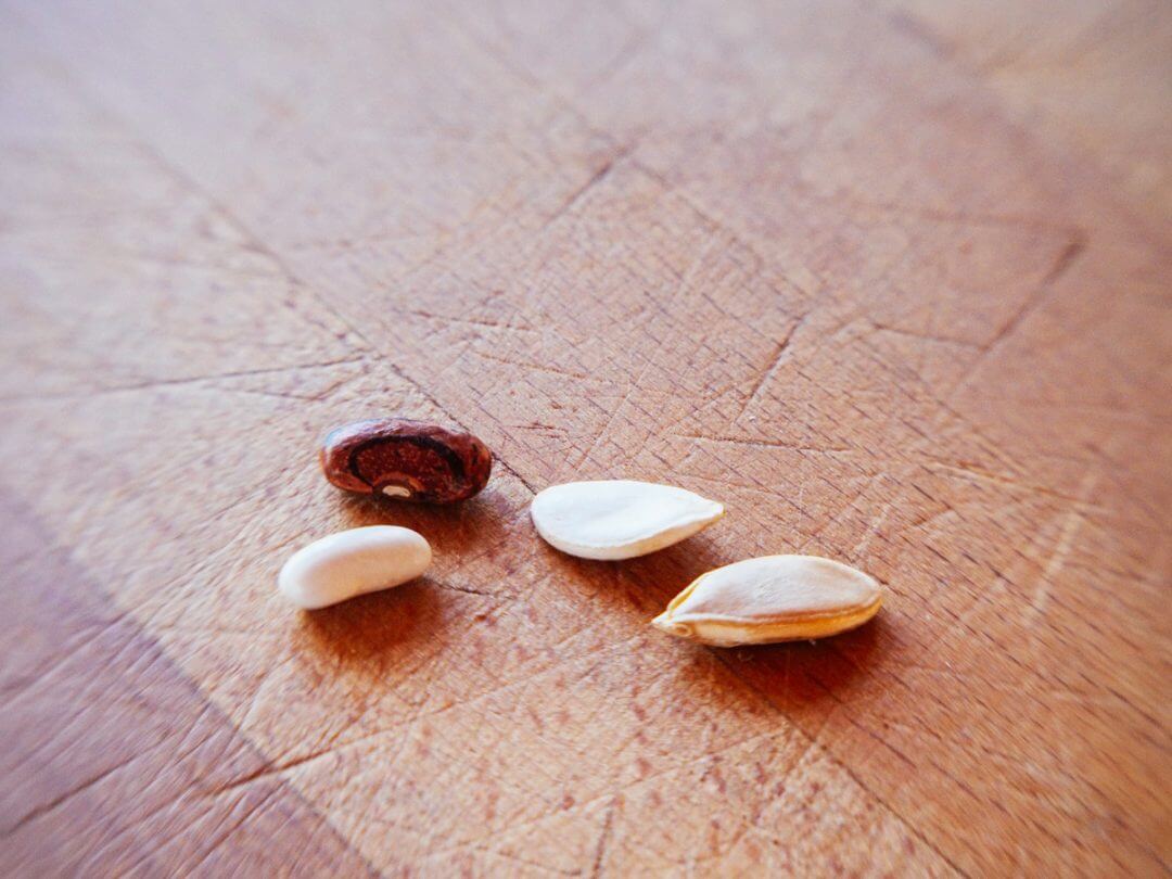 What Happens When a Seed Germinates - Garden Betty