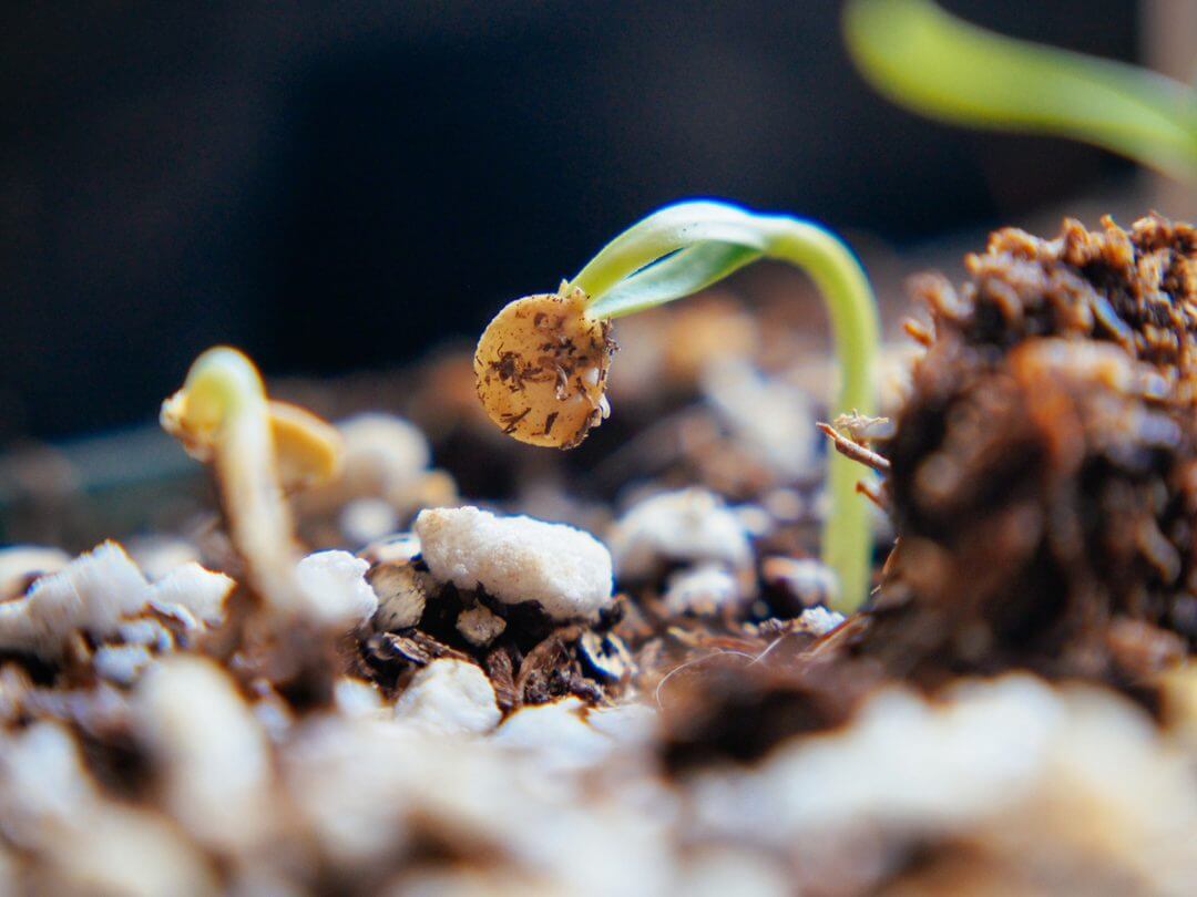 What Happens When a Seed Germinates - Garden Betty