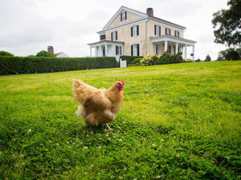 A Tour of Moss Mountain Farm - Garden Betty