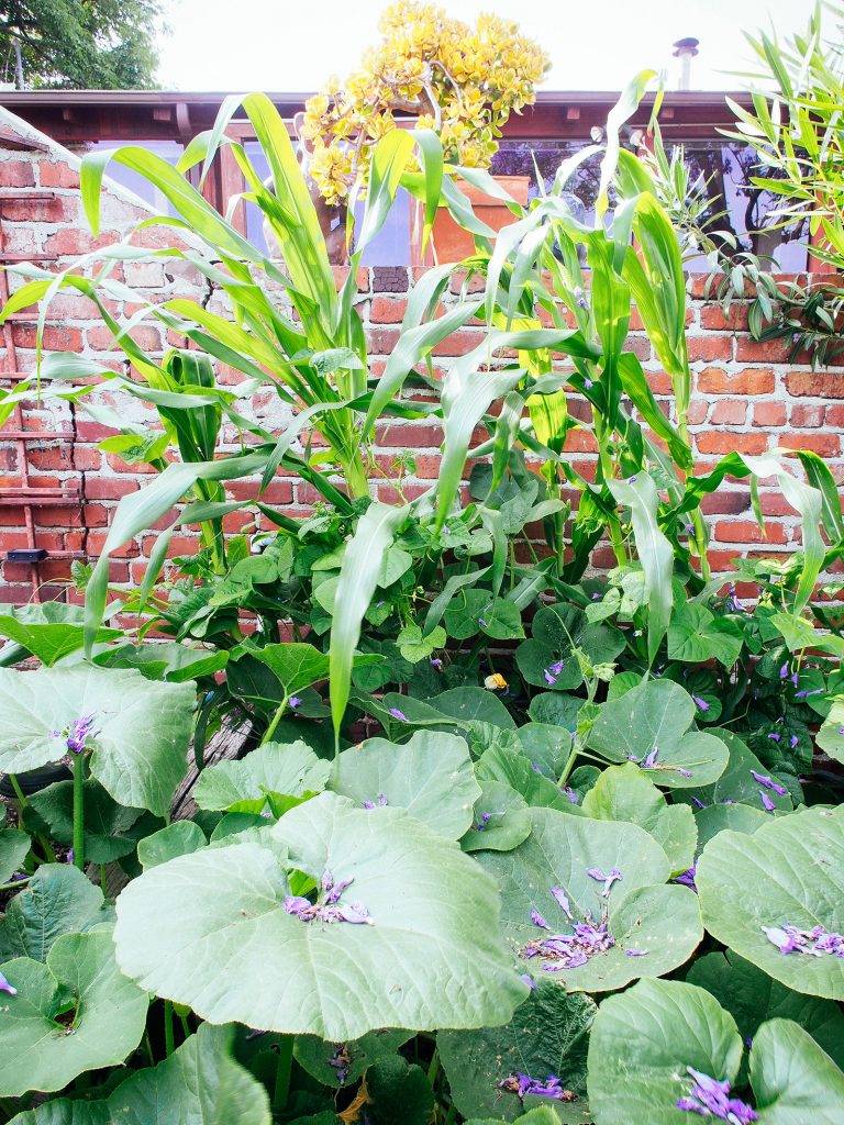 How to Plant a Three Sisters Garden: The Original Companion Plants ...