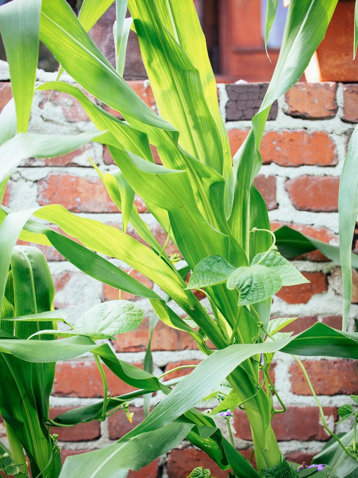 How to Plant a Three Sisters Garden: The Original Companion Plants ...