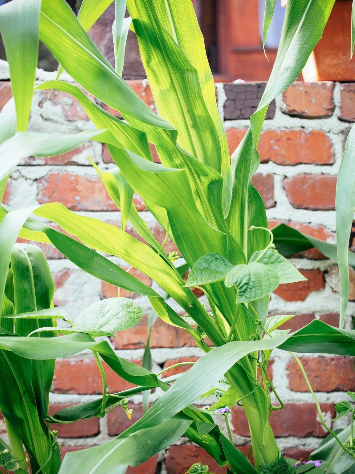 How to Plant a Three Sisters Garden: The Original Companion Plants ...