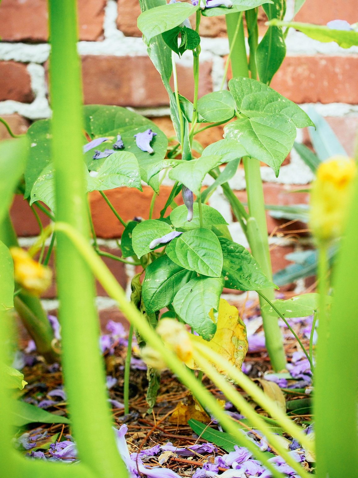 How to Plant a Three Sisters Garden: The Original Companion Plants ...