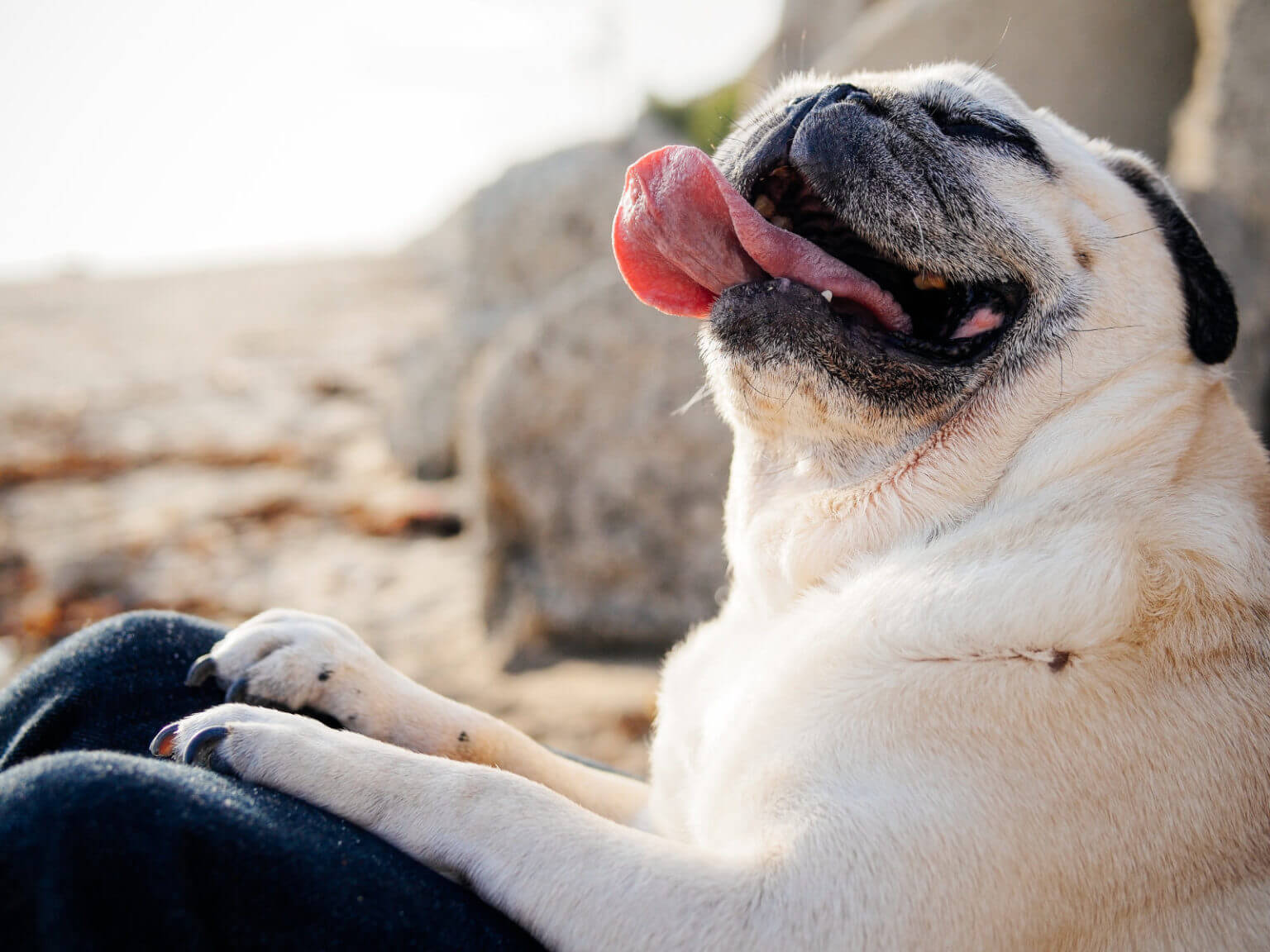 Easy Healthy Homemade Dog Food (and the Sweet Pug That Inspired It ...