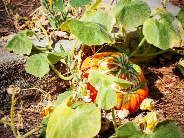 How to Cure Pumpkins and Squashes So They Last All Winter - Garden Betty
