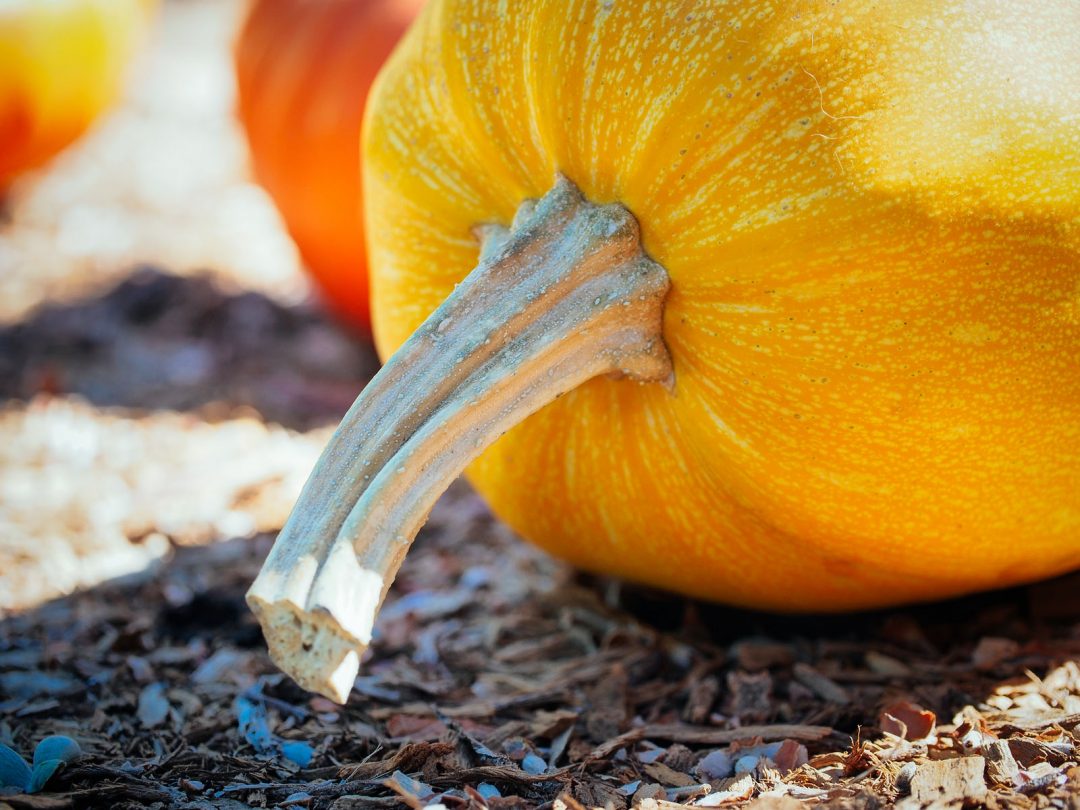 How to Cure Pumpkins and Squashes So They Last All Winter - Garden Betty
