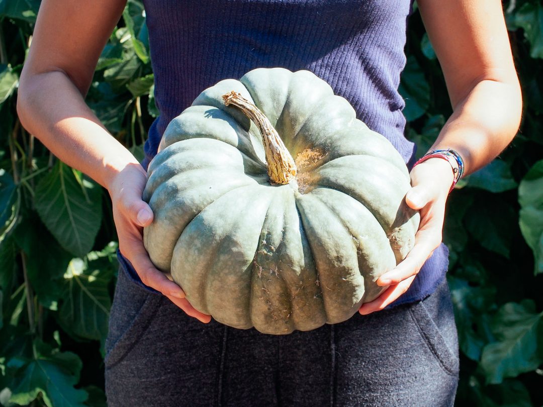 How to Cure Pumpkins and Squashes So They Last All Winter - Garden Betty