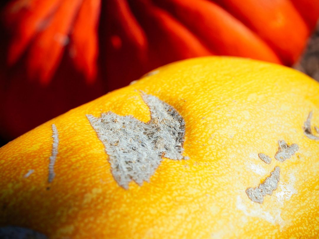 How to Cure Pumpkins and Squashes So They Last All Winter - Garden Betty
