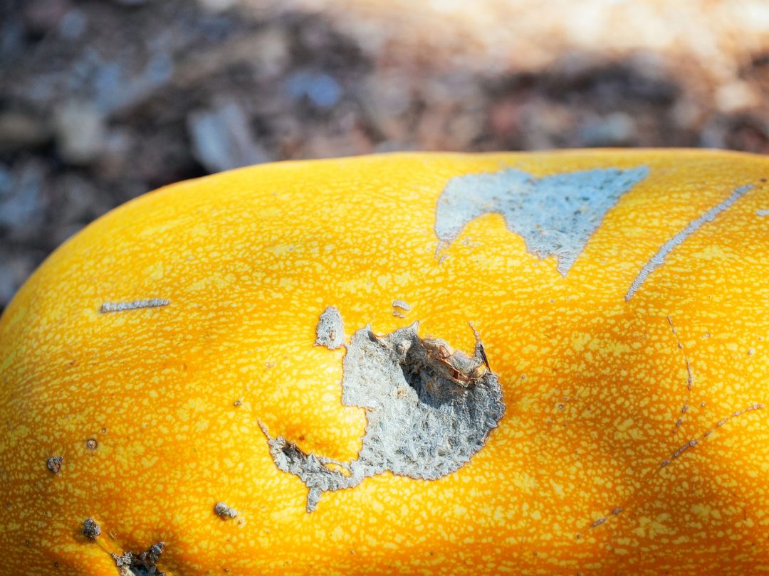 How to Cure Pumpkins and Squashes So They Last All Winter - Garden Betty