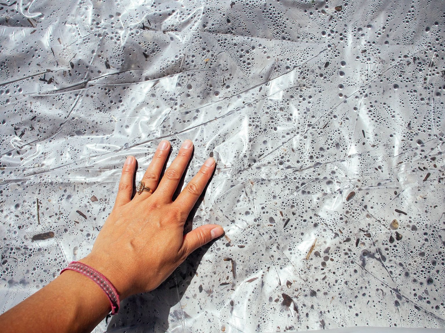 Solarizing Your Garden: How to Use the Sun to Control Weeds and Pests ...