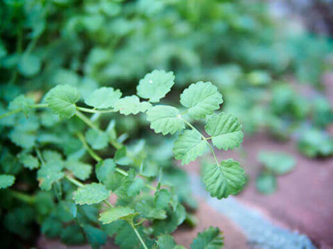 Salad Burnet: An Herb That Tastes Like a Cucumber - Garden Betty