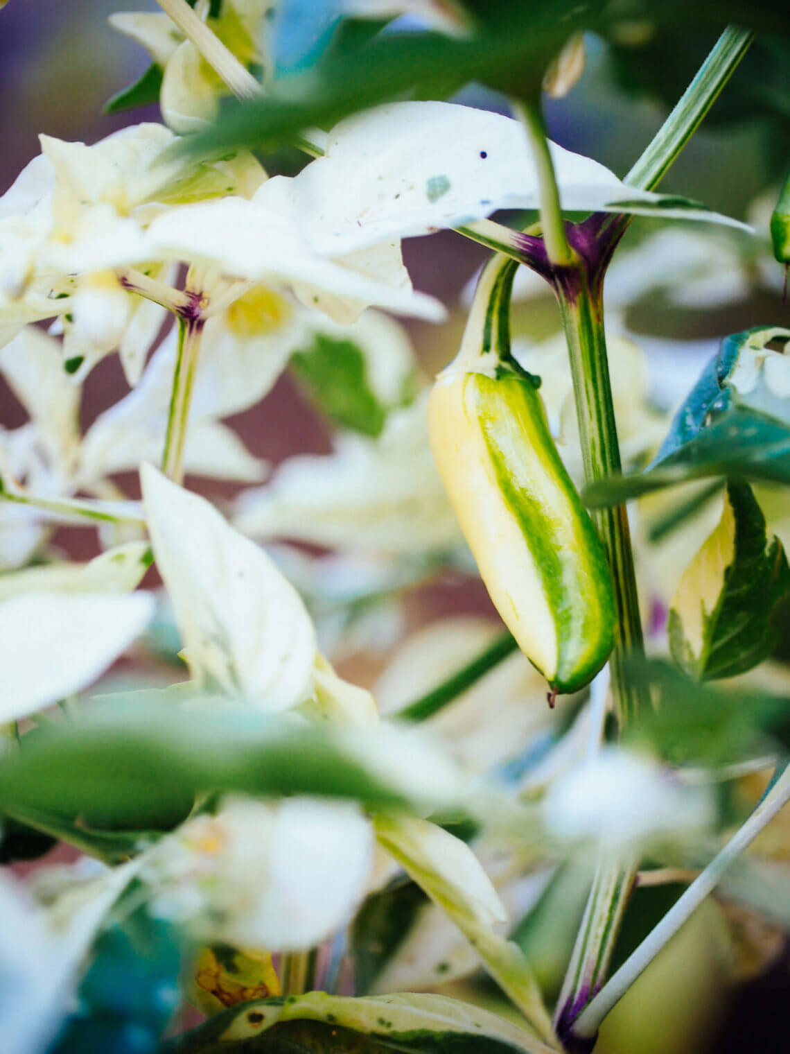Fish Pepper: A Peculiar Pepper With Deep Roots in African-American ...