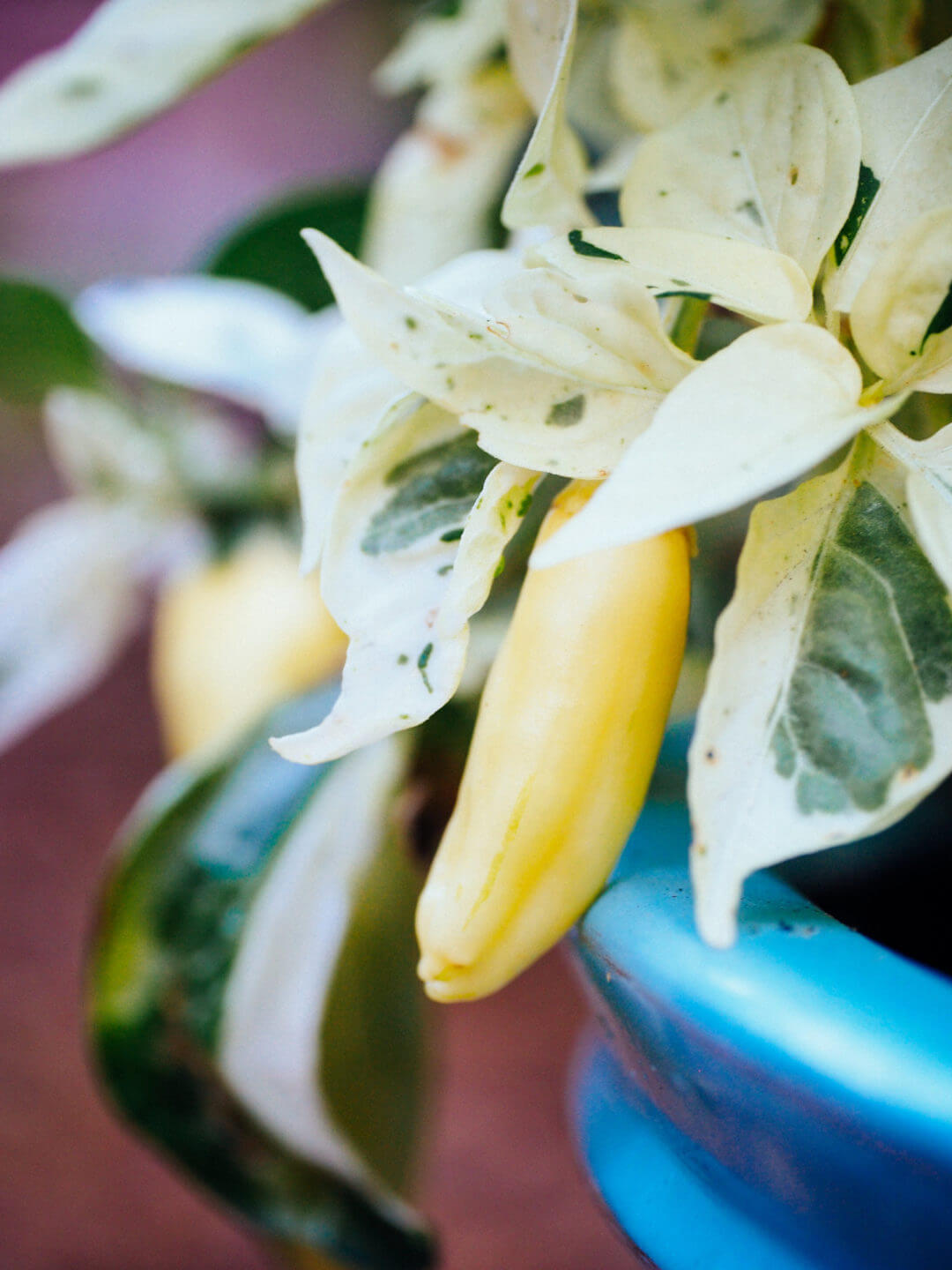 Fish Pepper: A Peculiar Pepper With Deep Roots in African-American ...