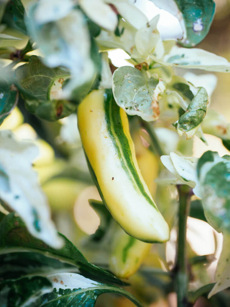 Fish Pepper: A Peculiar Pepper With Deep Roots in African-American ...