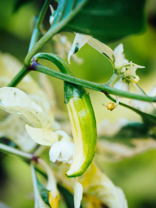 Fish Pepper: A Peculiar Pepper With Deep Roots in African-American ...