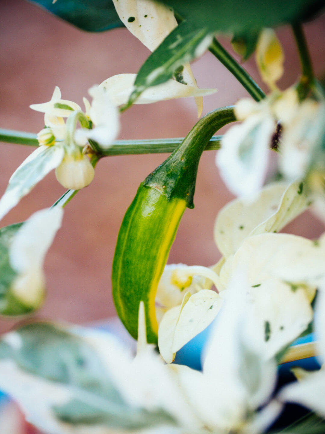 Fish Pepper: A Peculiar Pepper With Deep Roots in African-American ...