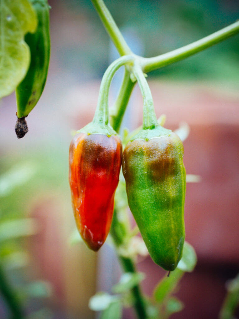 Fish Pepper: A Peculiar Pepper With Deep Roots in African-American ...
