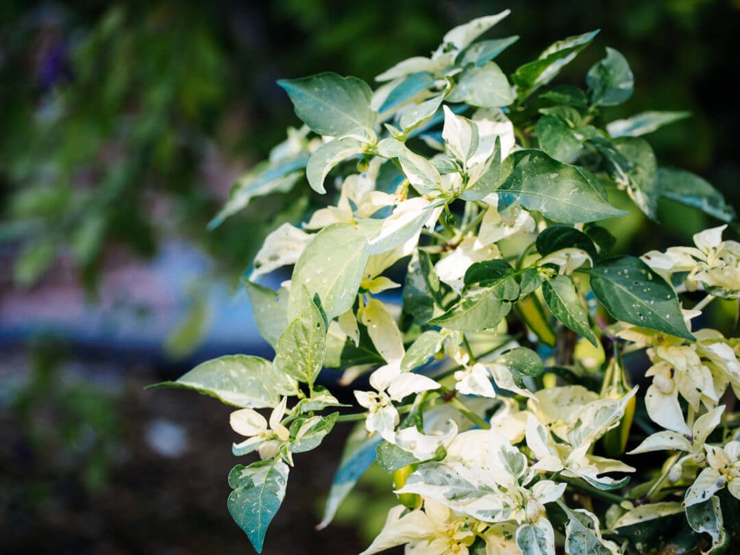 Fish Pepper: A Peculiar Pepper With Deep Roots in African-American ...