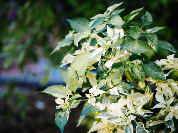 Fish Pepper: A Peculiar Pepper With Deep Roots in African-American ...